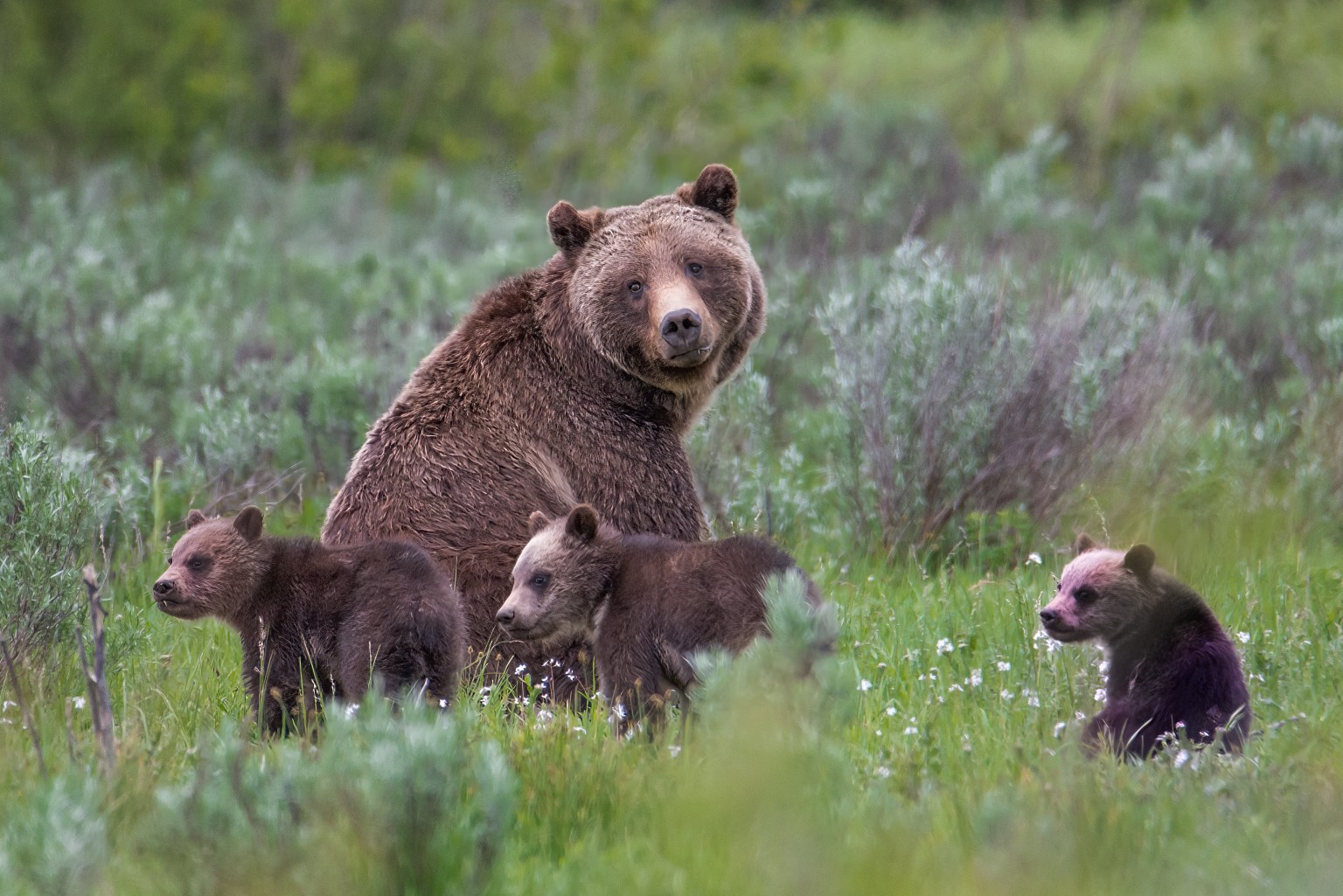 Grand Teton’s Famous Mother Grizzly 399 Was Killed by a Vehicle ...