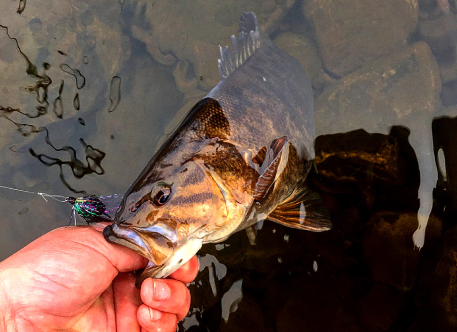 Guide to Smallmouth Fishing in the Fall | Outdoor Life