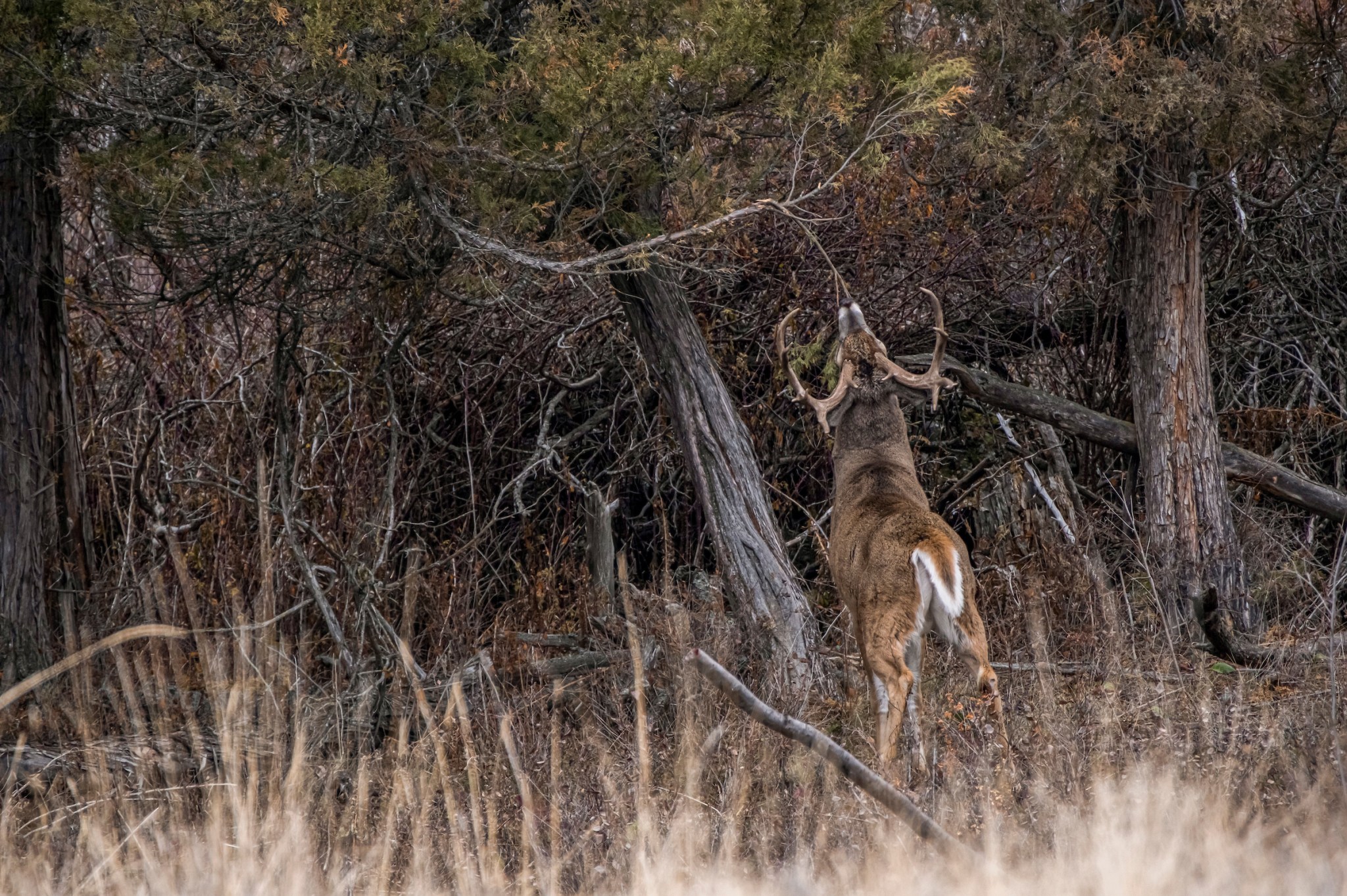 How to Hunt Deer During the Pre-Rut | Outdoor Life