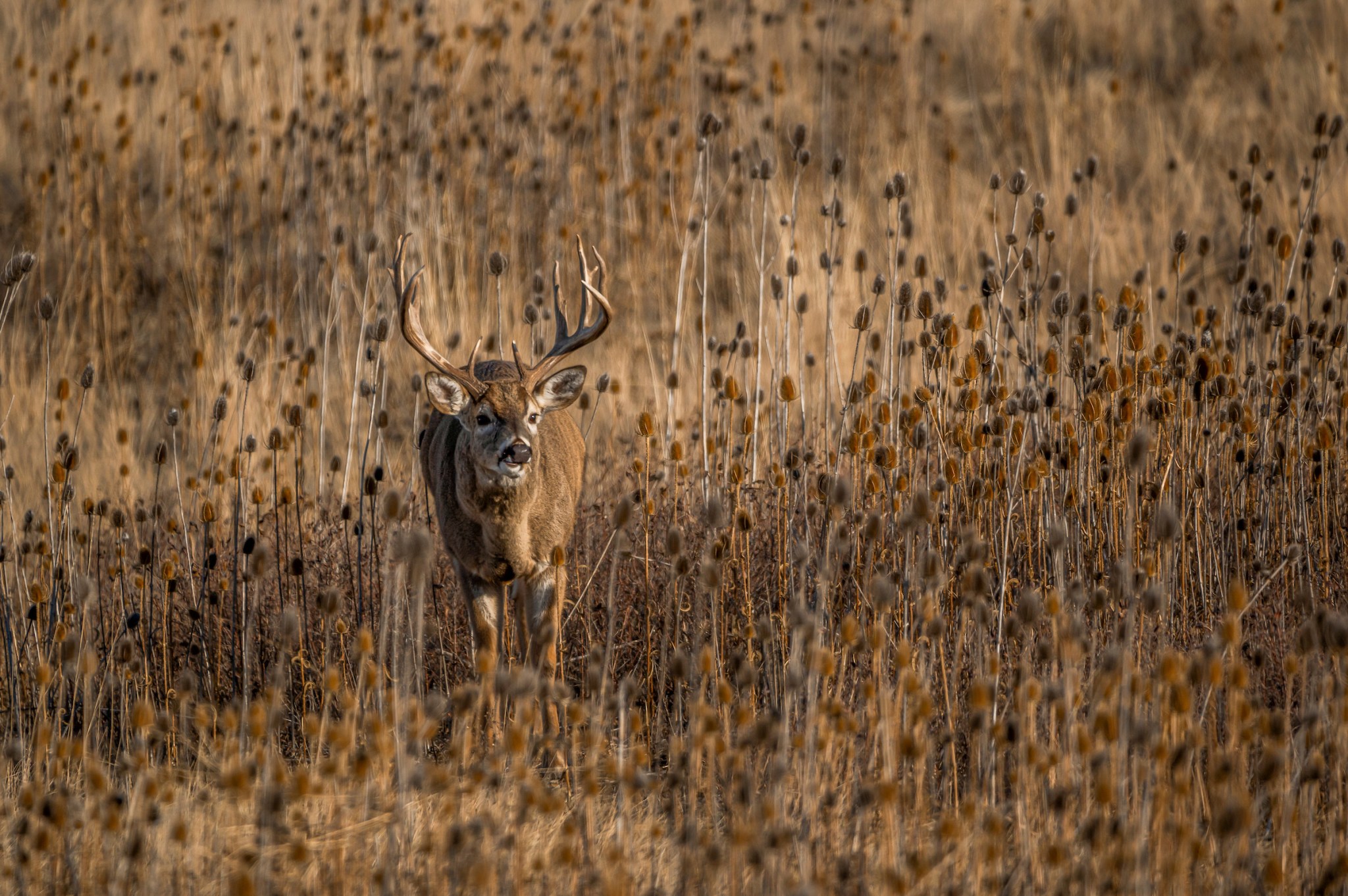 Late October Is the Best Time to Hunt Mature Bucks | Outdoor Life