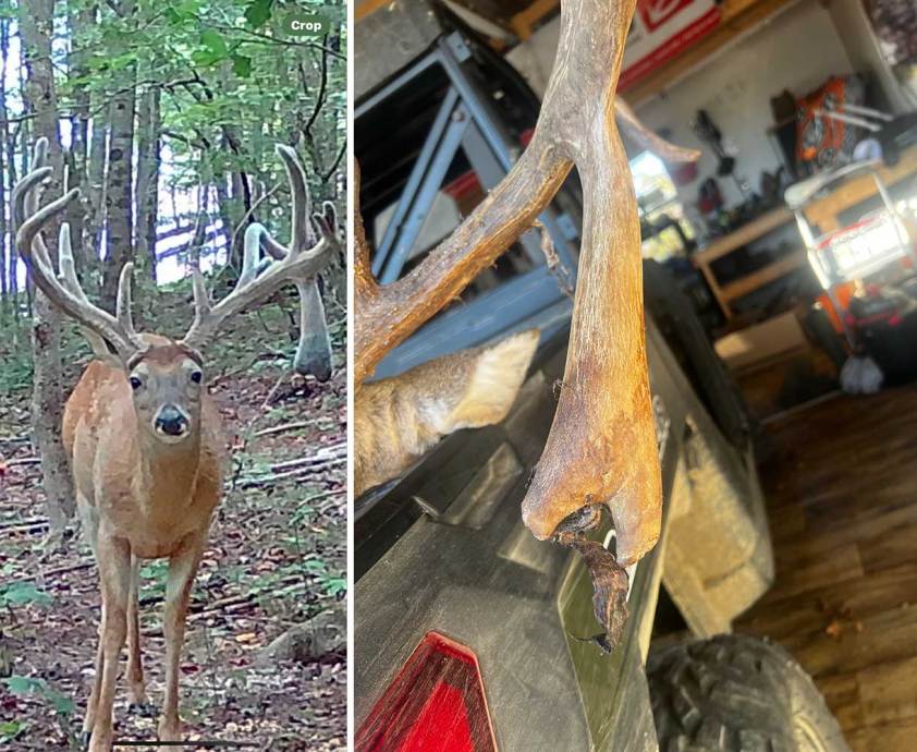 Crossbow Hunter Tags Legendary Kentucky Buck in Daniel Boone National ...