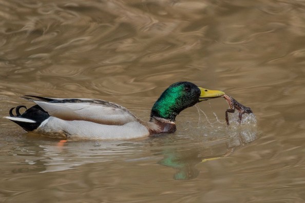 What Do Ducks Eat? Here’s What Every Waterfowl Hunter Should Know