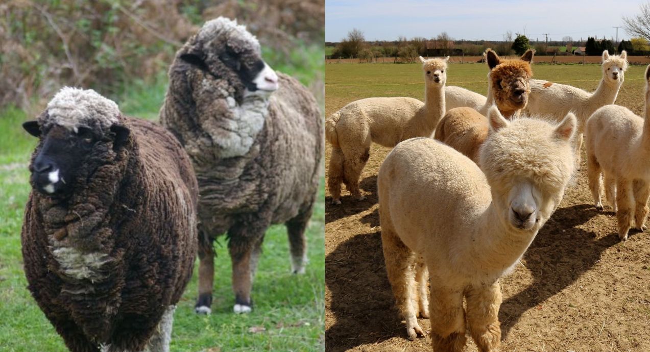 Merino Wool vs. Alpaca: Battle of the Base Layers | Outdoor Life