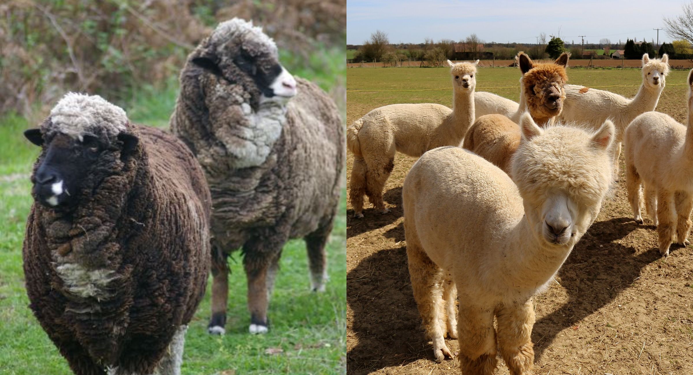 Merino Wool vs. Alpaca: Battle of the Base Layers | Outdoor Life