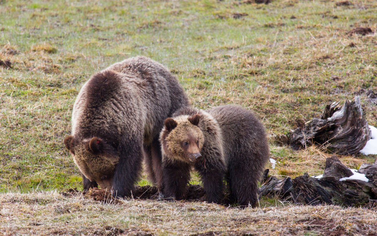 Montana’s New Grizzly Bear Plan Says It's Ready to Take Back Management ...