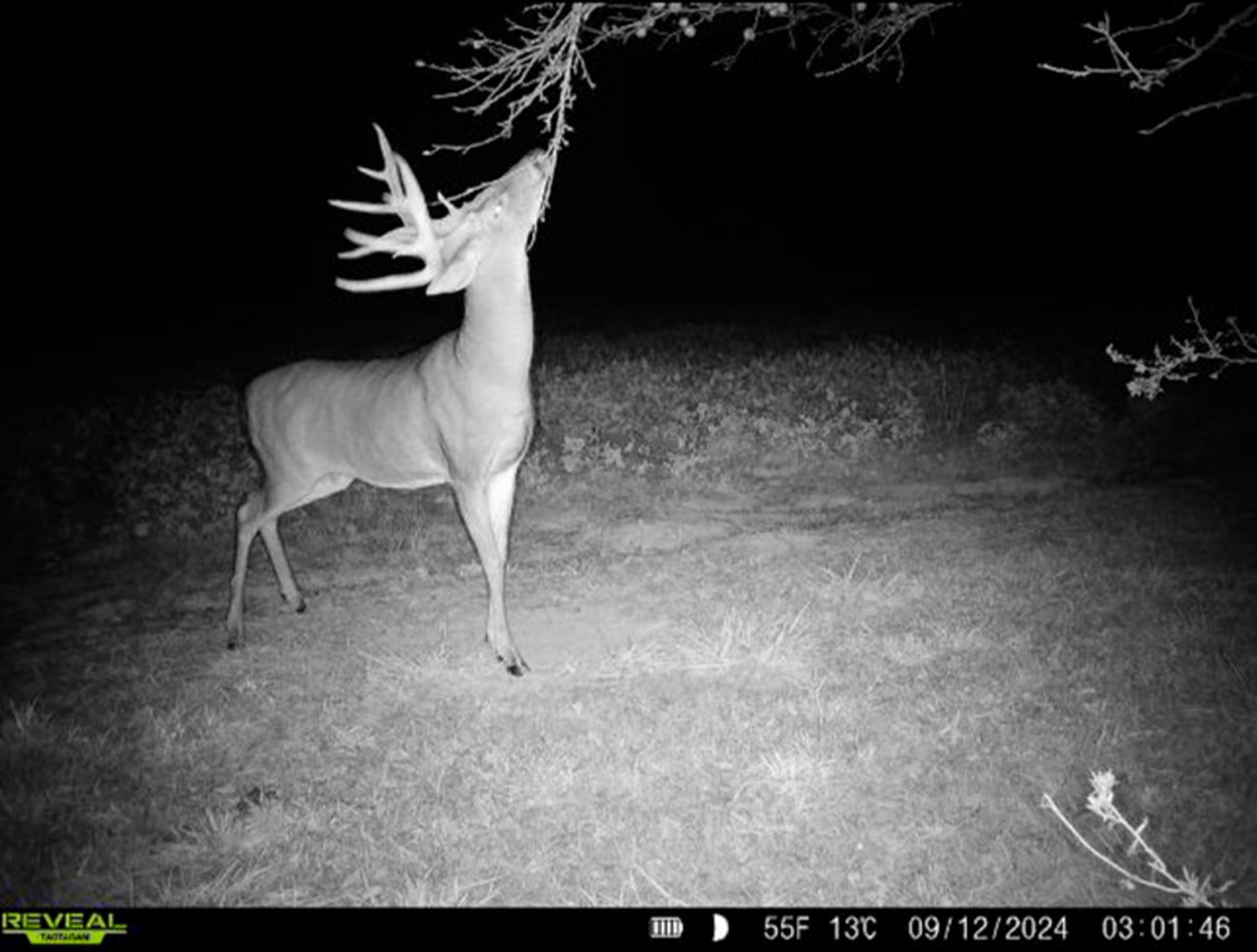 Ohio Bowhunter Tags Giant Buck with Split Brow Tines off His Friend's ...