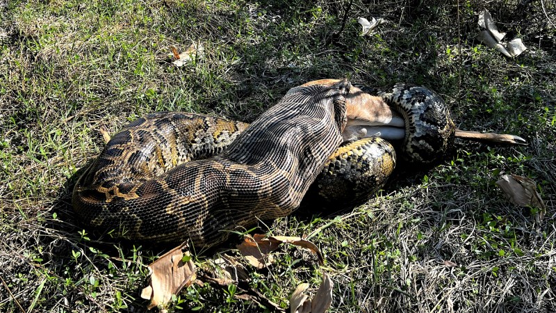 Scientists Photograph Giant Python Swallowing a Full-Sized Whitetail Whole in First-of-Its-Kind ...