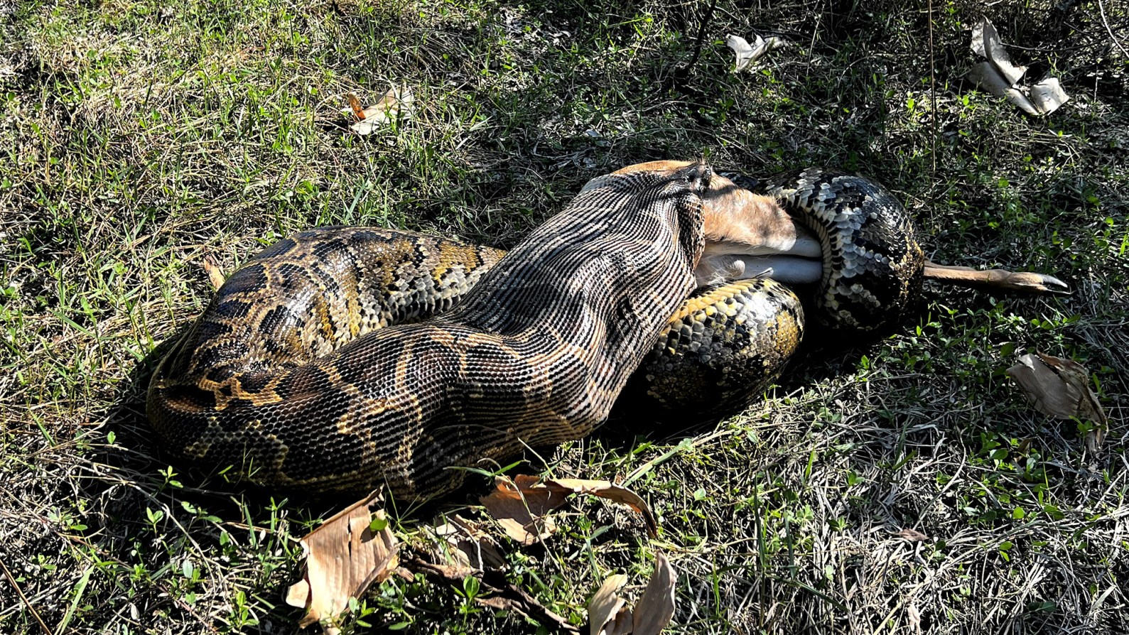 Scientists Photograph Giant Python Swallowing a Full-Sized Whitetail ...
