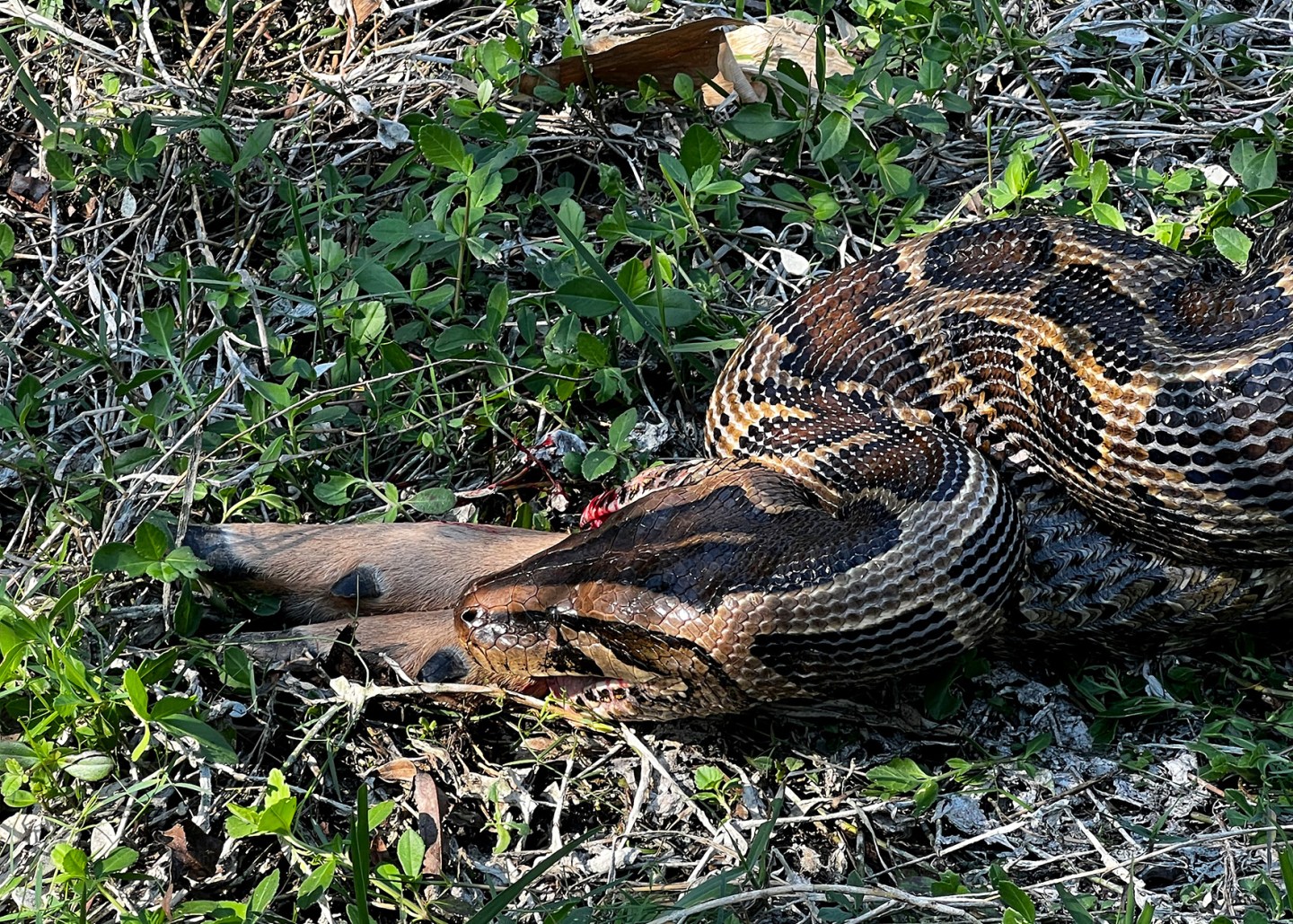 Scientists Photograph Giant Python Swallowing a Full-Sized Whitetail ...
