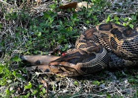 Scientists Photograph Giant Python Swallowing a Full-Sized Whitetail ...