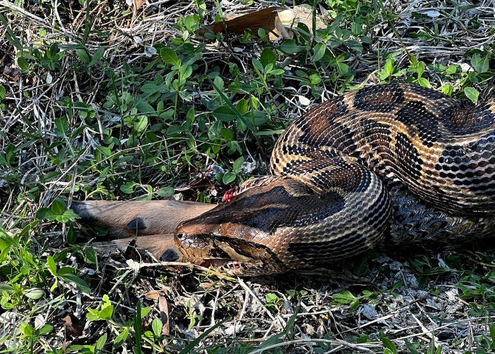 Scientists Photograph Giant Python Swallowing a Full-Sized Whitetail ...