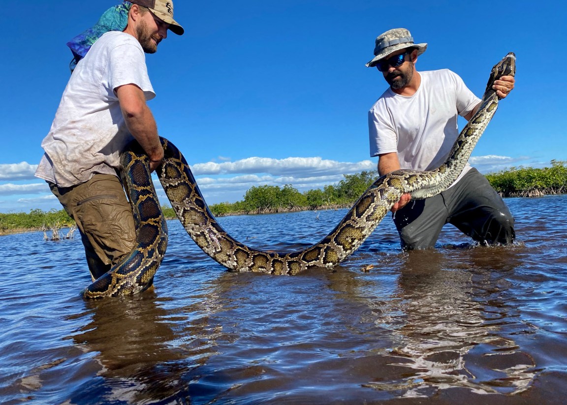 Scientists Photograph Giant Python Swallowing a Full-Sized Whitetail ...