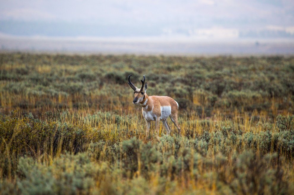 The Long-Awaited Grasslands Conservation Act Is Finally Introduced in ...