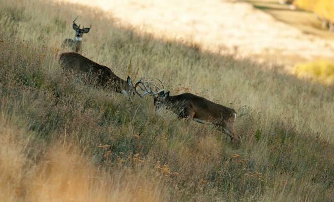 How to Rattle in a Buck: A Science-Based Guide to Rattling Tactics ...