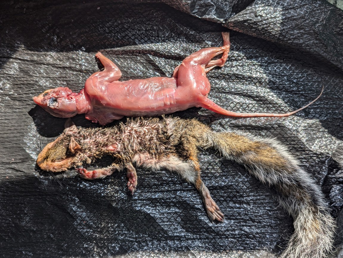 Squirrel Taxidermy: How to Mount a Squirrel With This Simply DIY Kit ...