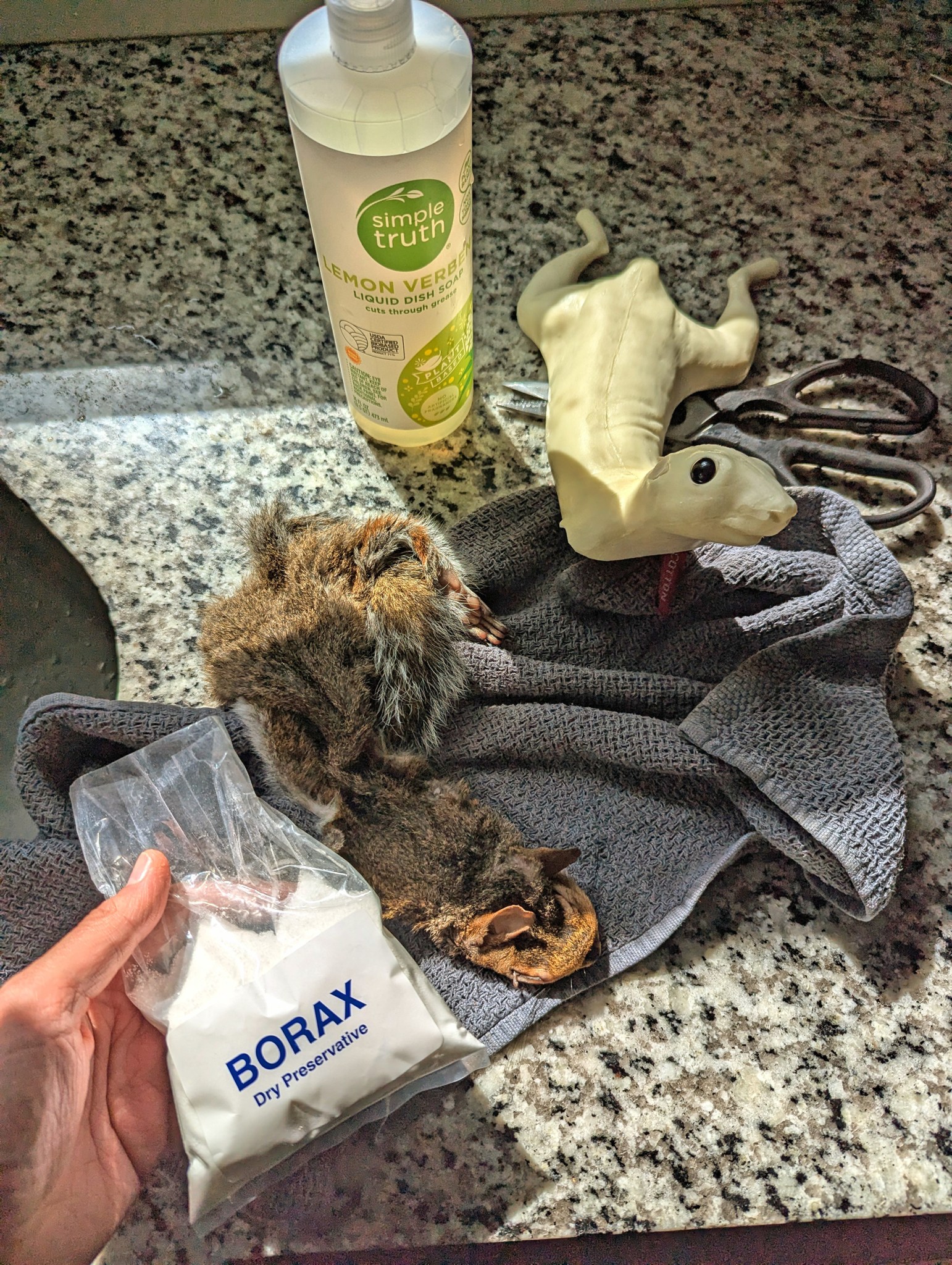 Squirrel Taxidermy: How to Mount a Squirrel With This Simply DIY Kit ...