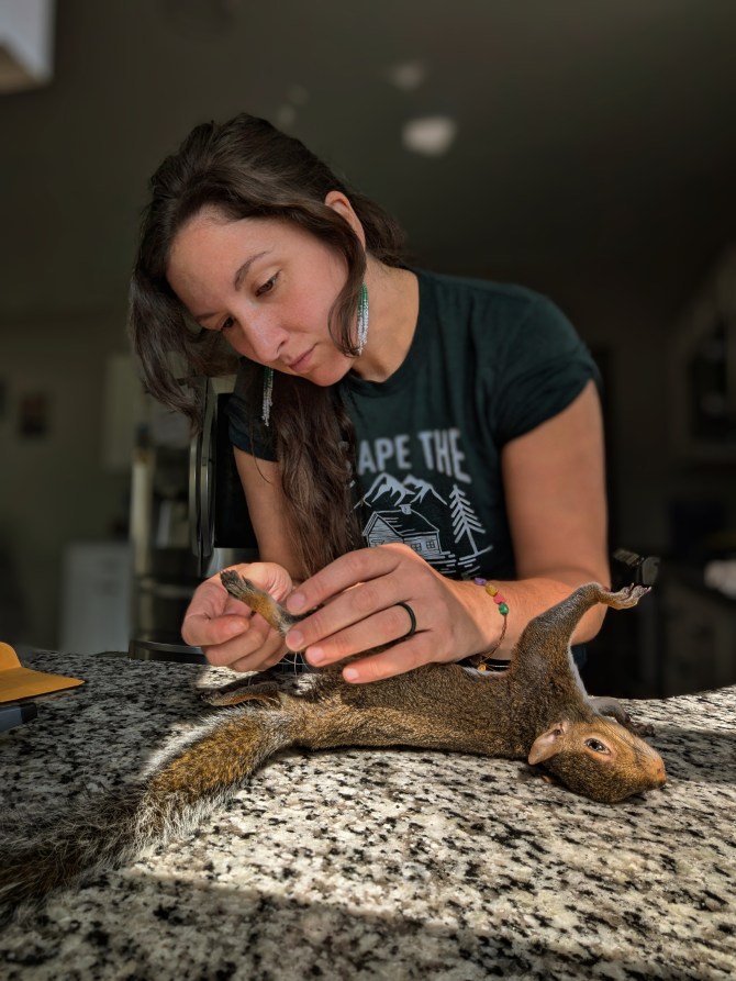 Squirrel Taxidermy: How to Mount a Squirrel With This Simply DIY Kit ...