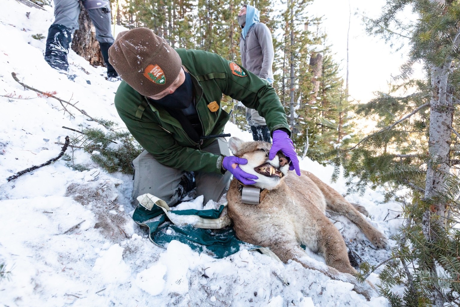 Coloradans Vote Down a Big Cat Hunting Ban in a Massive Win for Hunters ...