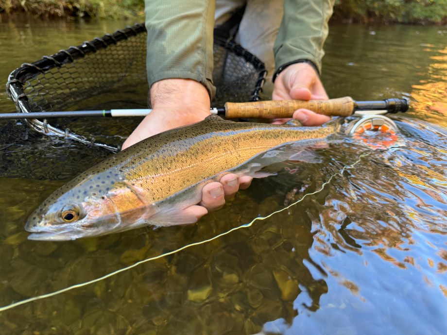 Tips for Catching Trophy Flathead Catfish