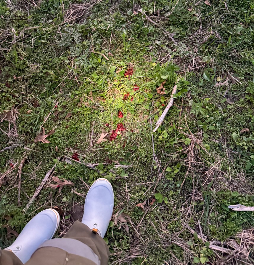 How to Blood Trail a Deer | Outdoor Life
