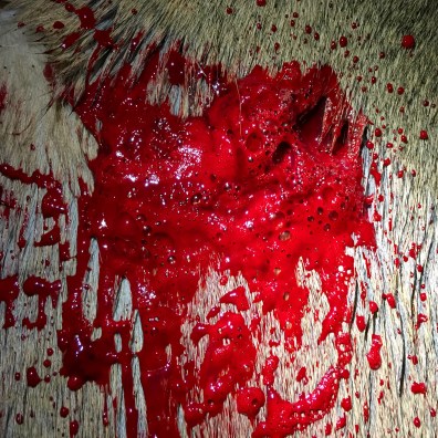 How to Blood Trail a Deer | Outdoor Life