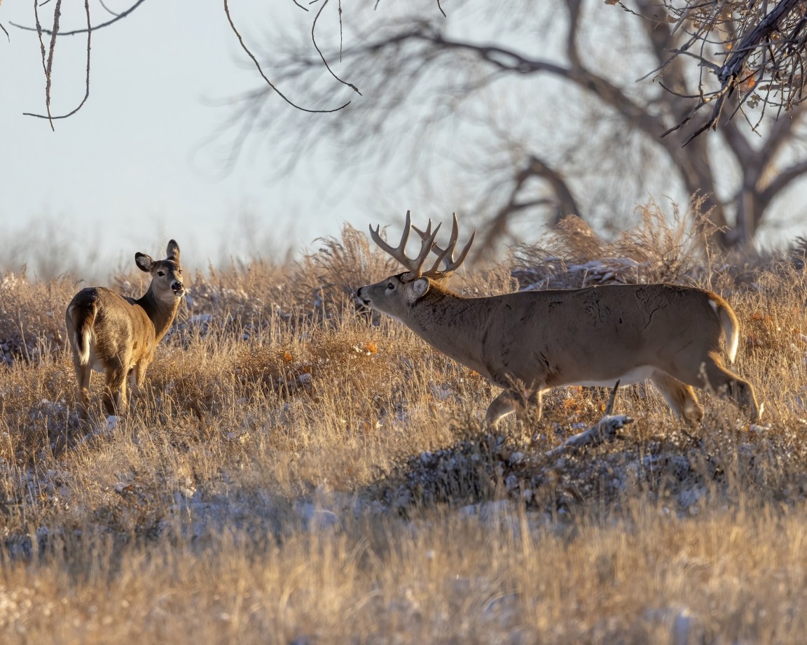 The 9 Best Deer Stand Locations for Hunting the Rut | Outdoor Life