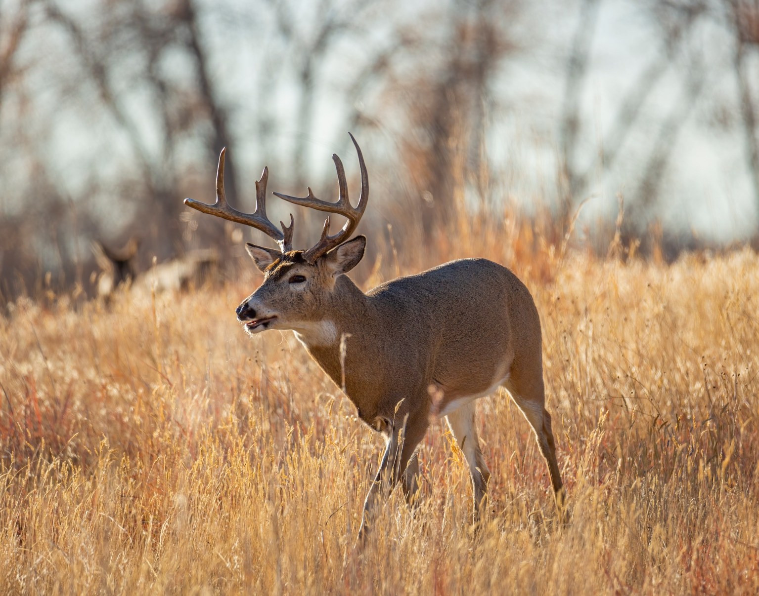 Deer Hunting | Outdoor Life