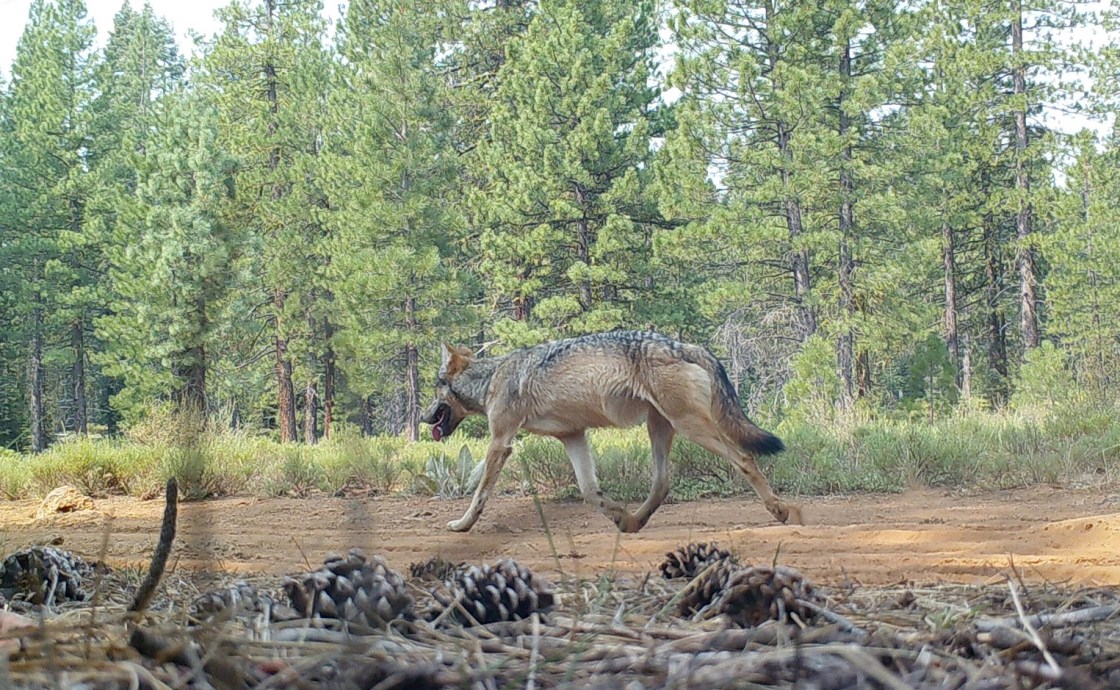 California's Third New Wolf Pack This Year Discovered in the Sierra Valley