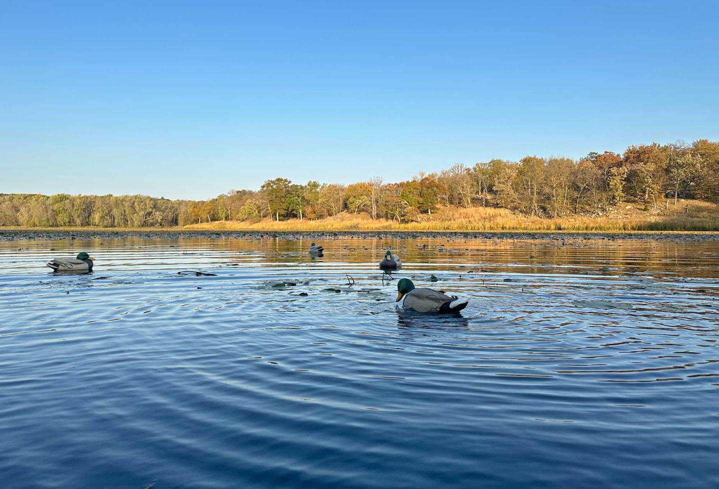How to Decoy Ducks: Expert Tips for Finishing Birds Close | Outdoor Life
