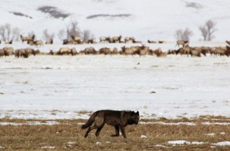 The Return of Wolves to Colorado Will Change Elk Hunting There. Here's ...