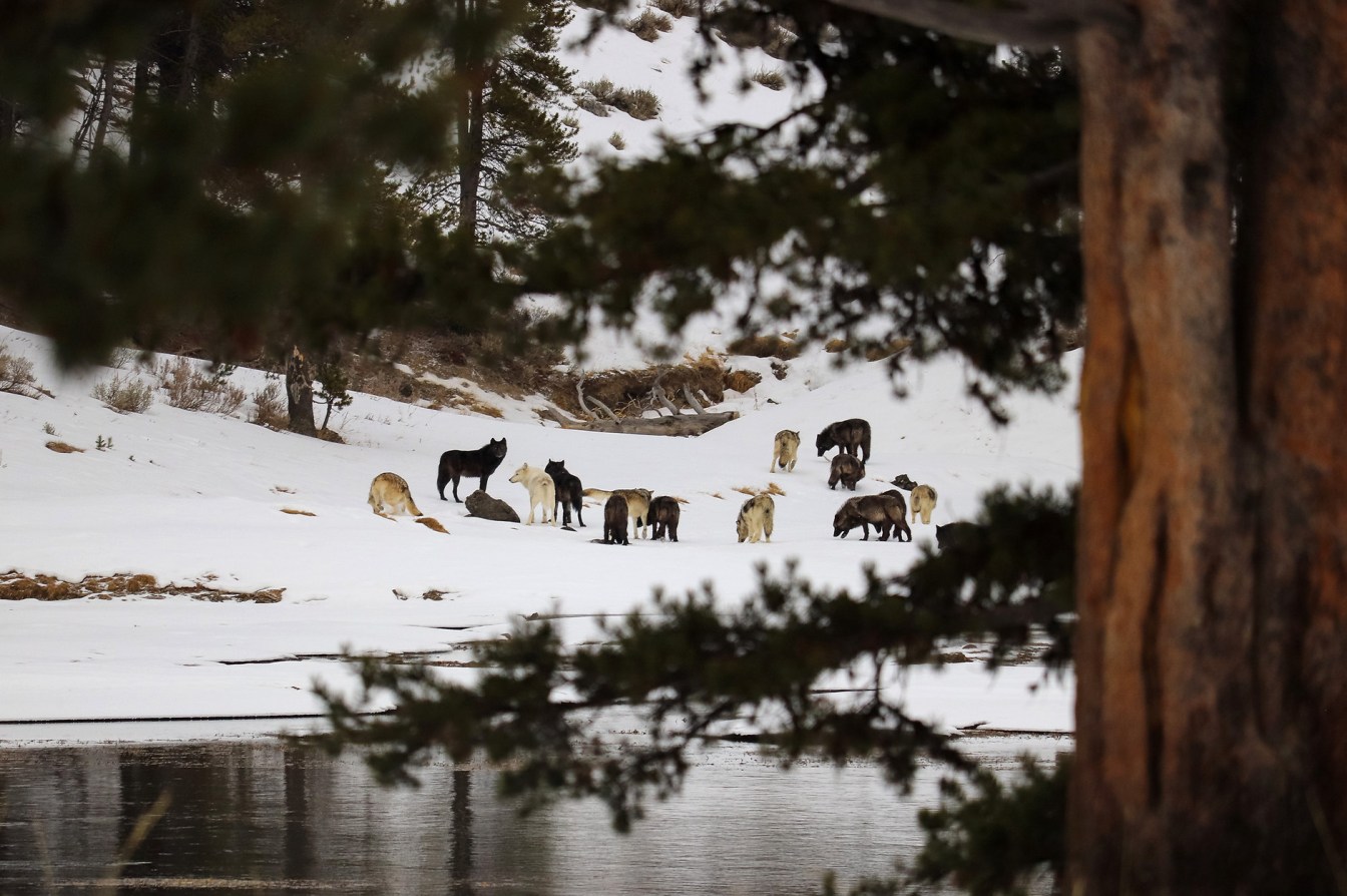 The Return of Wolves to Colorado Will Change Elk Hunting There. Here's ...