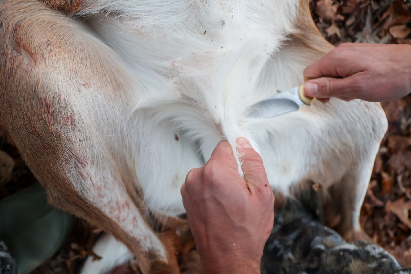 How to Field Dress a Deer | Outdoor Life