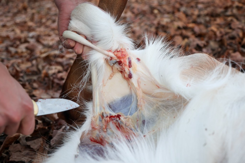How to Field Dress a Deer | Outdoor Life