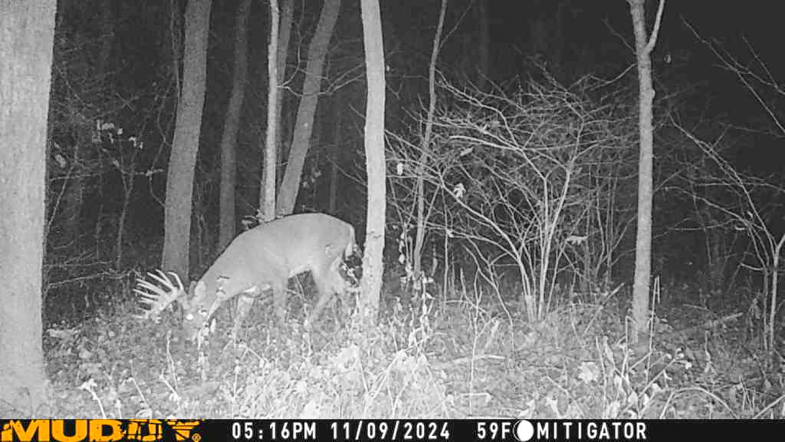 Illinois Bowhunter Was 'In the Right Place at the Right Time' to Tag ...