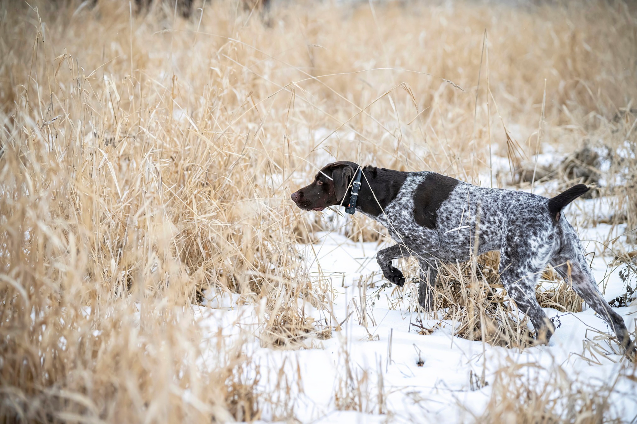 23 Pheasant Hunting Tips to Put More Roosters in the Bag | Outdoor Life
