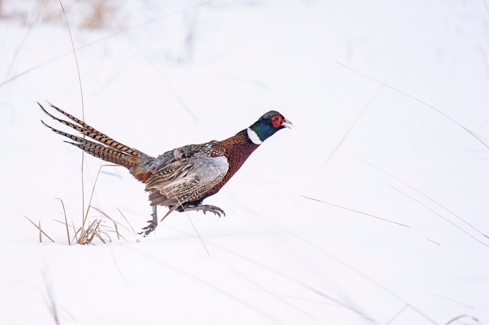 A Manhattan Legislator Aims to End New York’s Pheasant Stocking Program ...