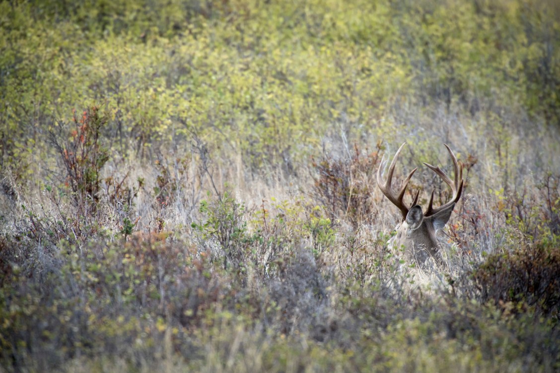 Should You Hunt a Buck’s Bedding Area During the Rut? | Outdoor Life