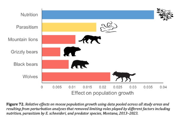 Montana Hunters Were a 'Tremendous Workforce' in 10-Year Moose Study ...