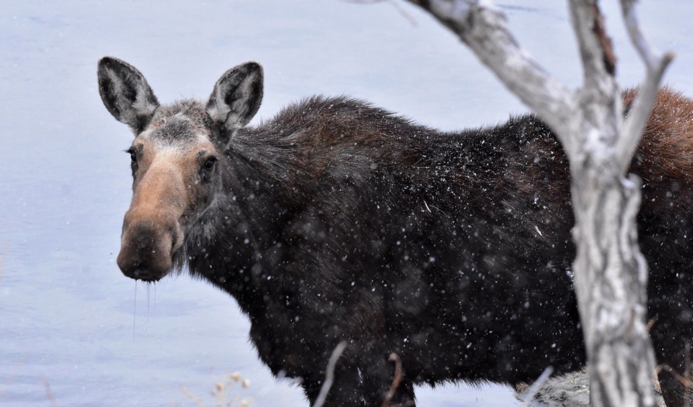 Montana Hunters Were a 'Tremendous Workforce' in 10-Year Moose Study ...
