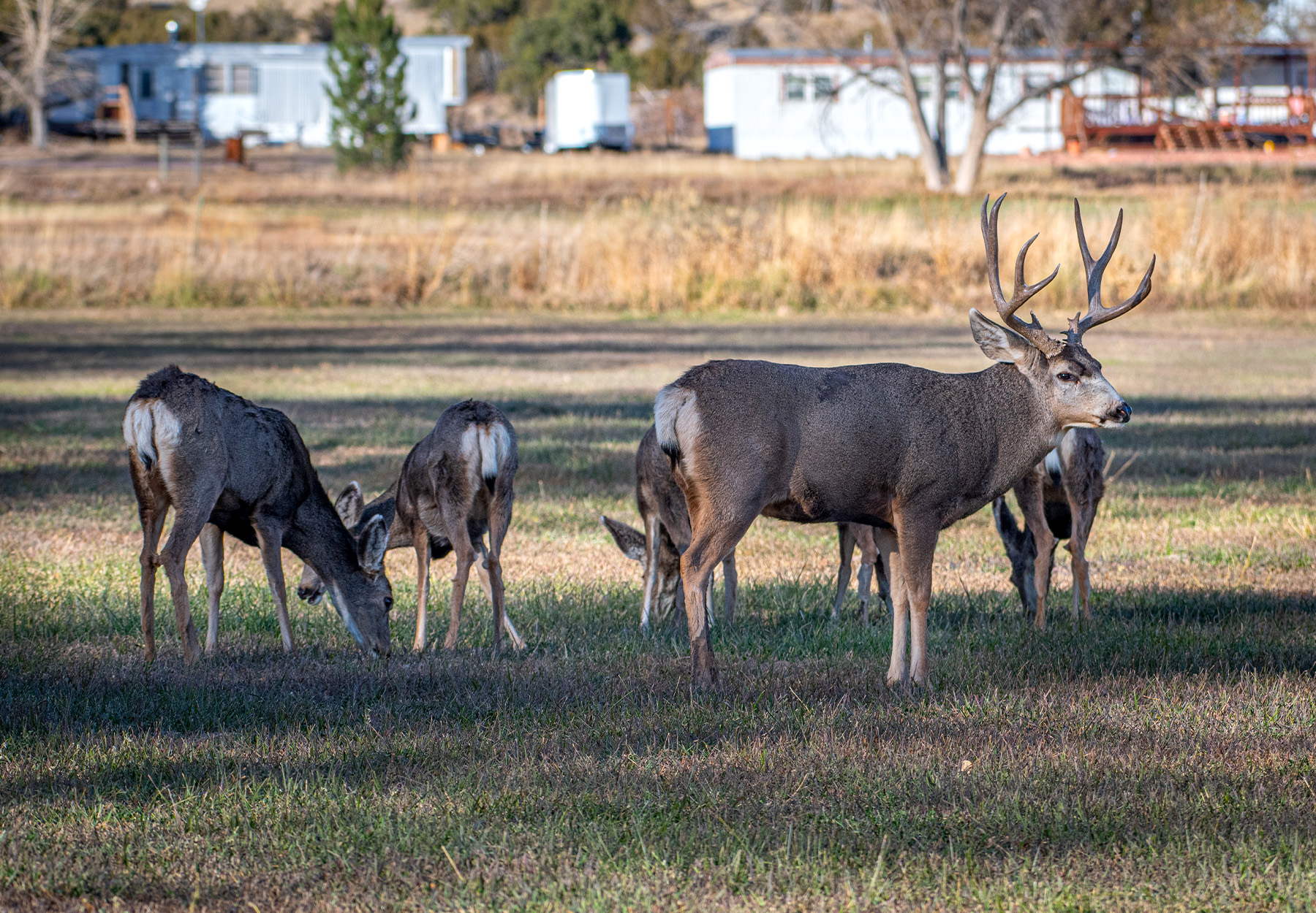 Officials Say Man Who Went on Urban Deer-Poaching Spree Also Killed ...