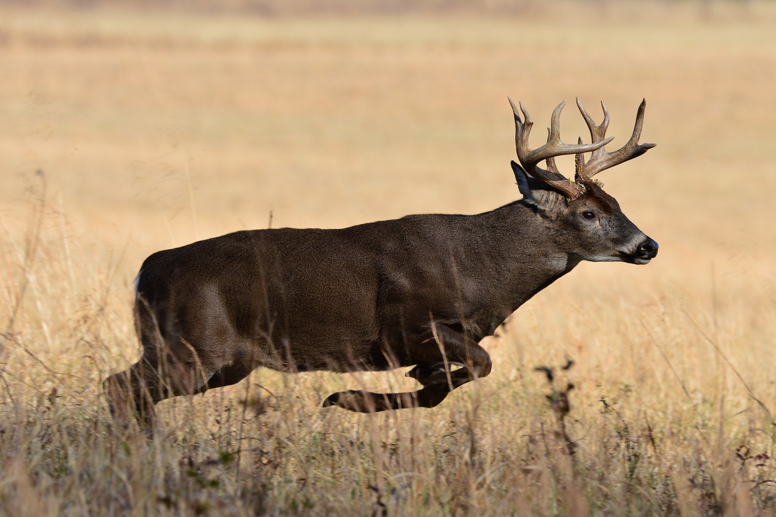 Fifth Biggest Buck Ever Taken in North Carolina | Outdoor Life