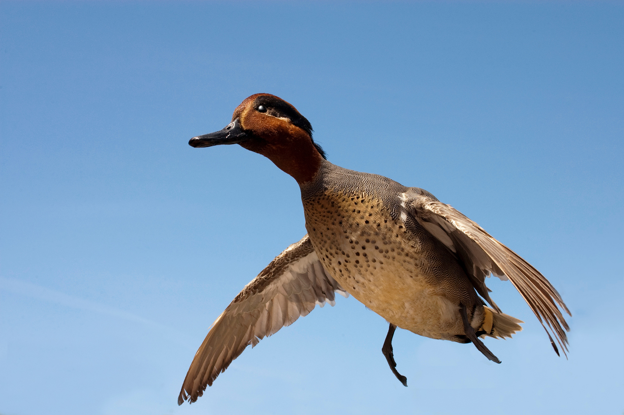 Researchers Build 'Zombie Duck Drones' and Robot Pheasants Out of ...