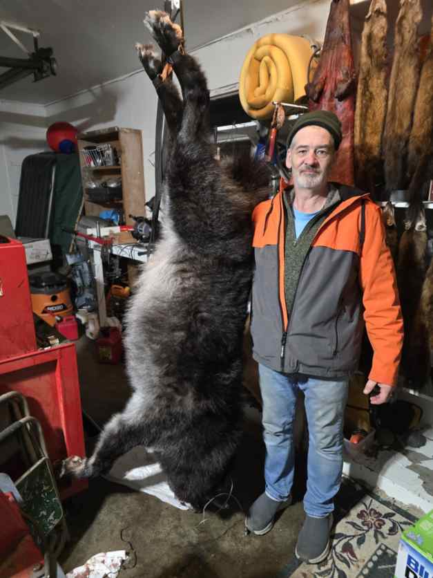 Alaskan Trappers Catch One of the Heaviest Wolves Ever | Outdoor Life