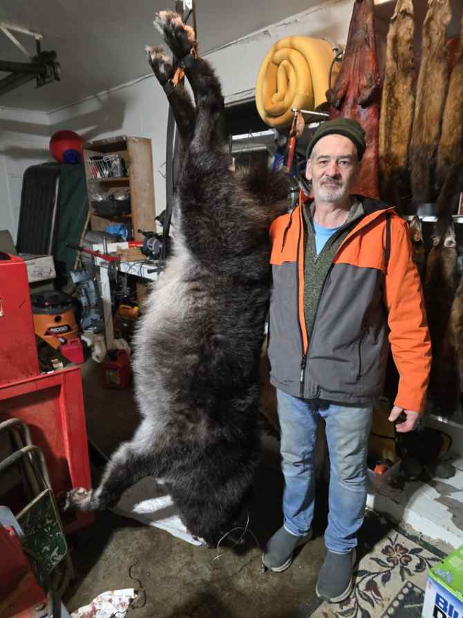 Alaskan Trappers Catch One of the Heaviest Wolves Ever | Outdoor Life