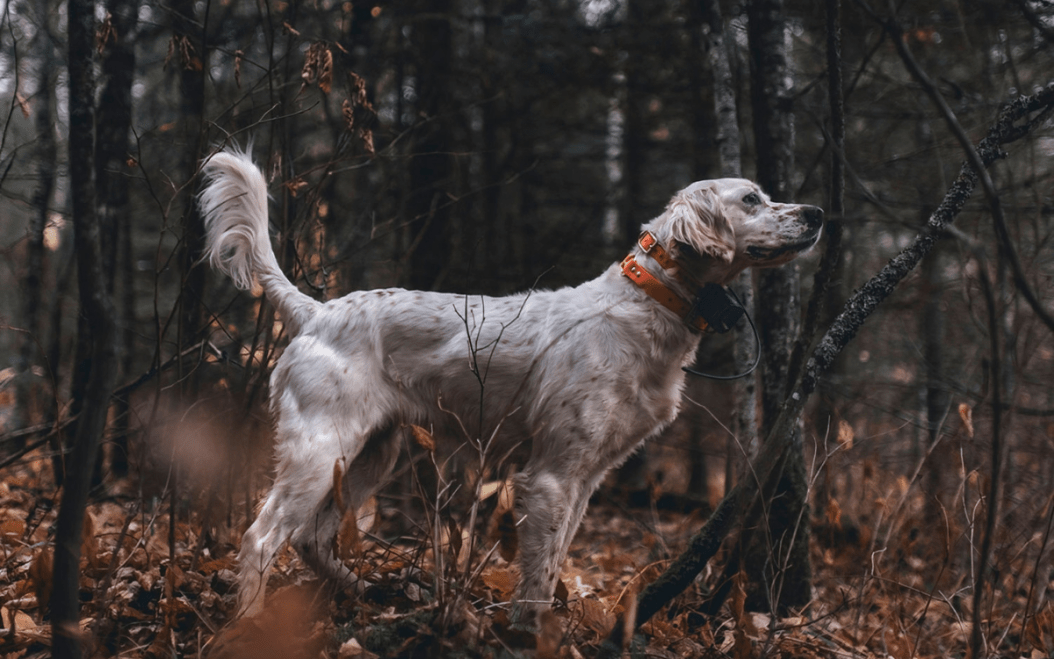 How to Find and Hunt Grouse in Successional Habitat | Outdoor Life