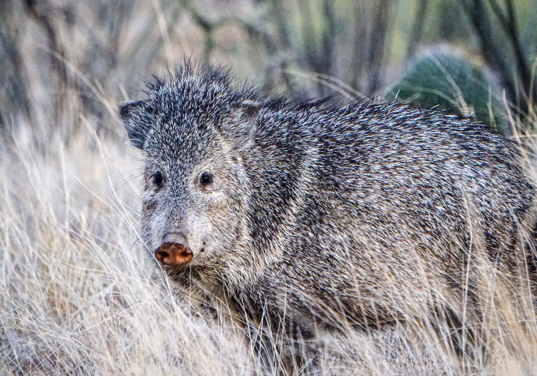 Boone and Crockett Accepts Javelina as the Continent's Newest Trophy ...