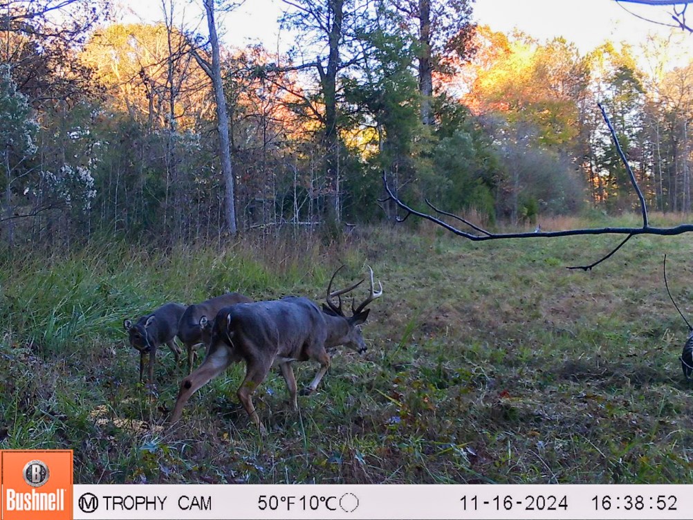 Hunter Tags Two Back-to-Back Bucks from the Ground in North Carolina ...