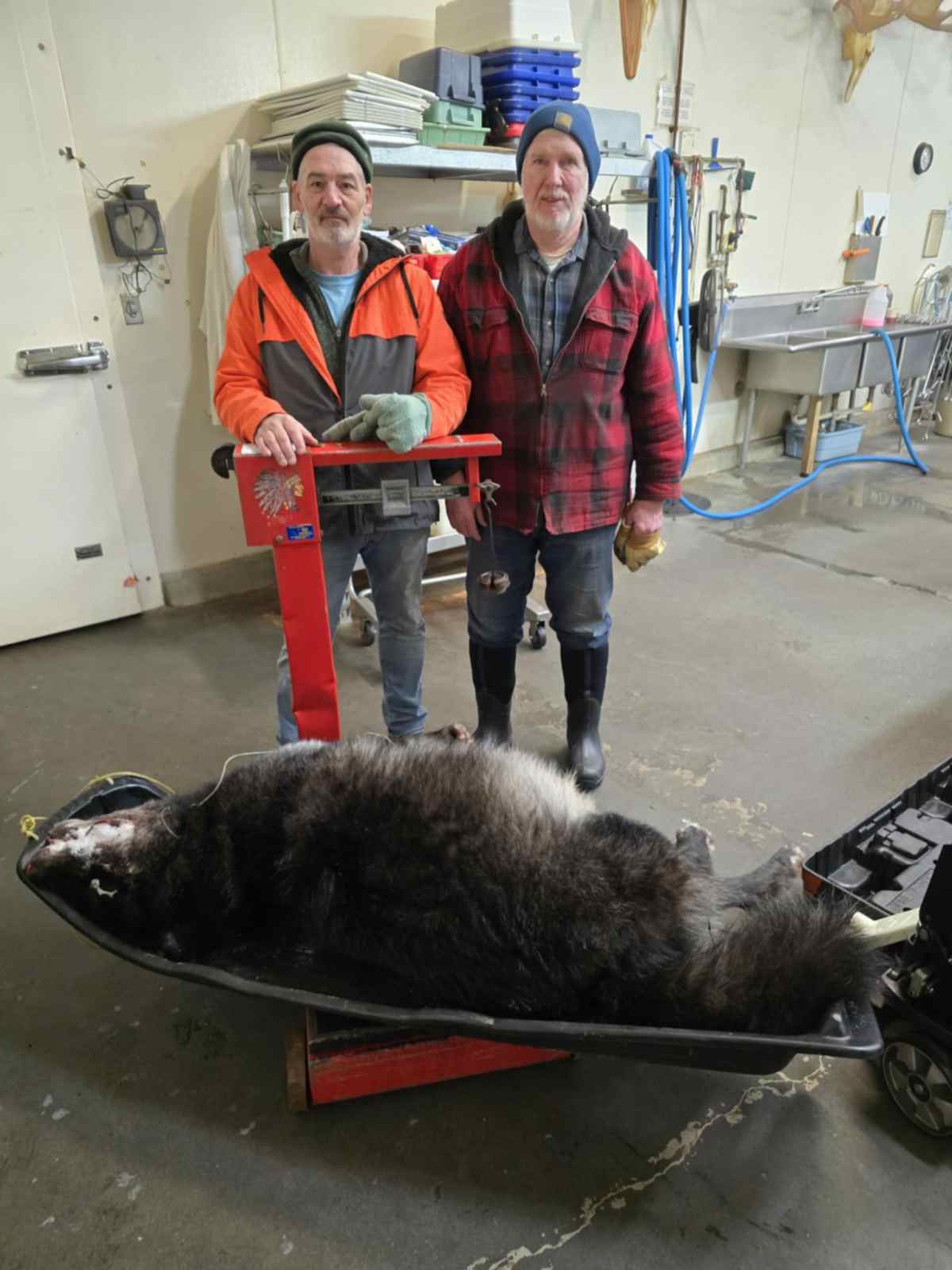 Alaskan Trappers Catch One of the Heaviest Wolves Ever | Outdoor Life