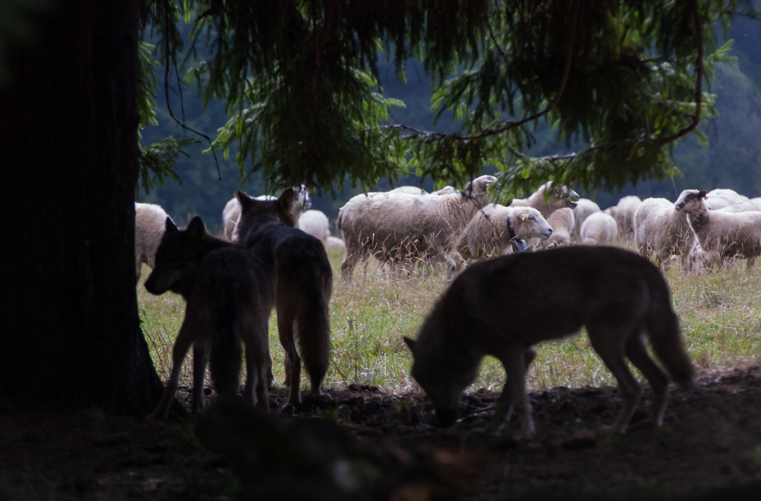 European Union Relaxes Protections for Livestock-Killing Wolves as ...