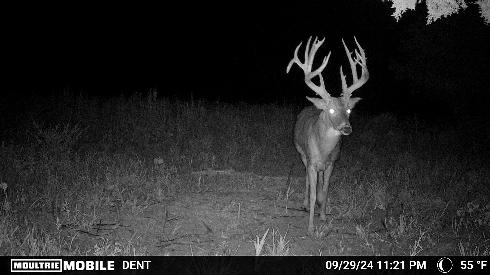 Kansas Bowhunter Arrows 200-Class Buck That Was a Local Legend ...